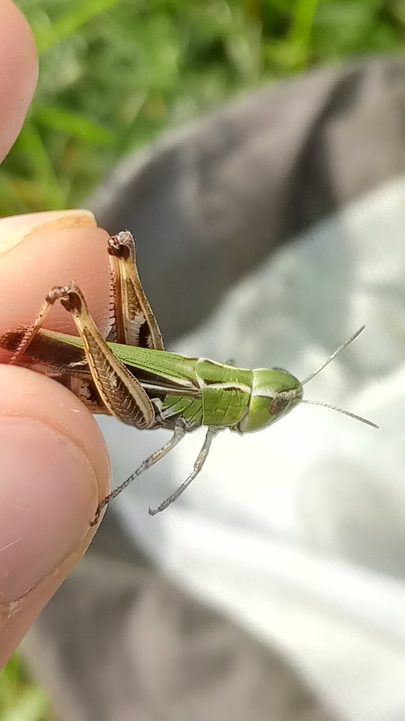 Stripe-winged Grasshopper from Rossi, 32033 Lamon BL, Italia on August ...