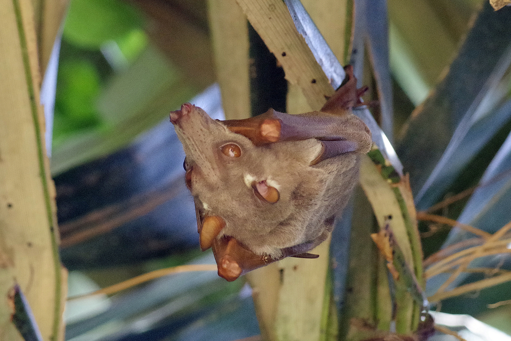 Hammer-headed Fruit Bat from Manyago, Entebbe, Ouganda on January 14 ...