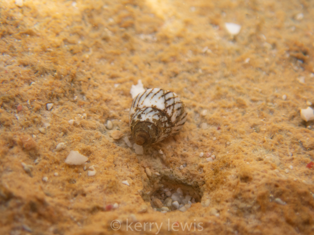Zebra Periwinkle from Kings Point Ironshore, Cayman Brac on August 22 ...