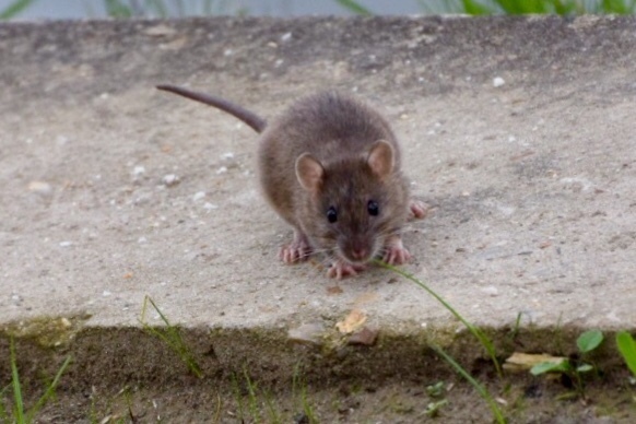 Brown Rat (Rattus norvegicus) - Know Your Mammals