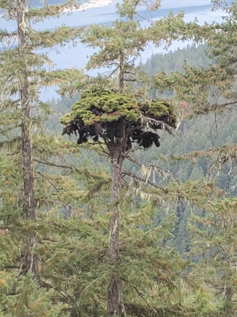 Douglas-Fir Dwarf-Mistletoe from Strathcona, CA-BC-CX, CA-BC, CA on ...