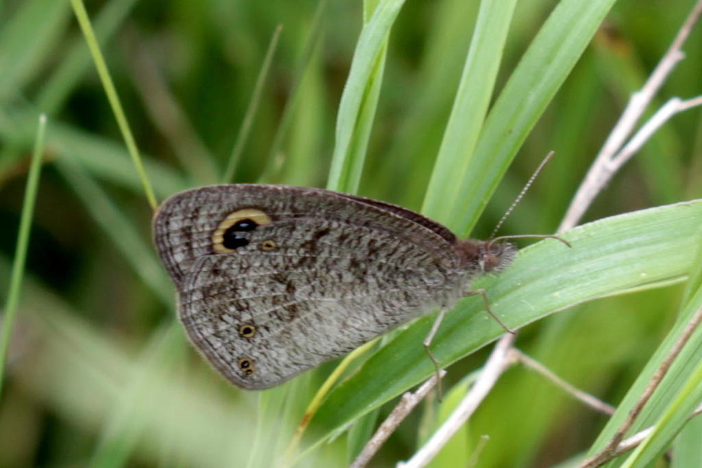 Ypthima impura paupera (Butterflies of Bonamanzi) · BioDiversity4All