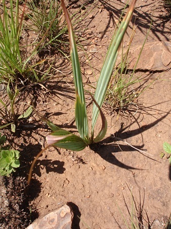 Baboon Root from R512, Sterkfontein DMA on February 19, 2006 by ...