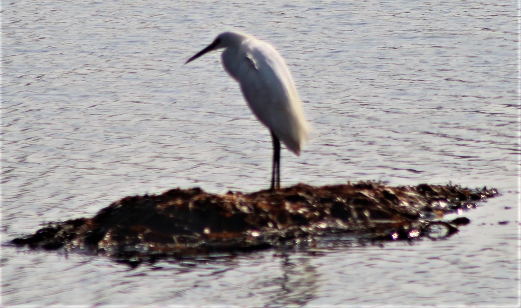 Snowy Egret from Point Loma Heights, San Diego, CA, USA on August 26 ...