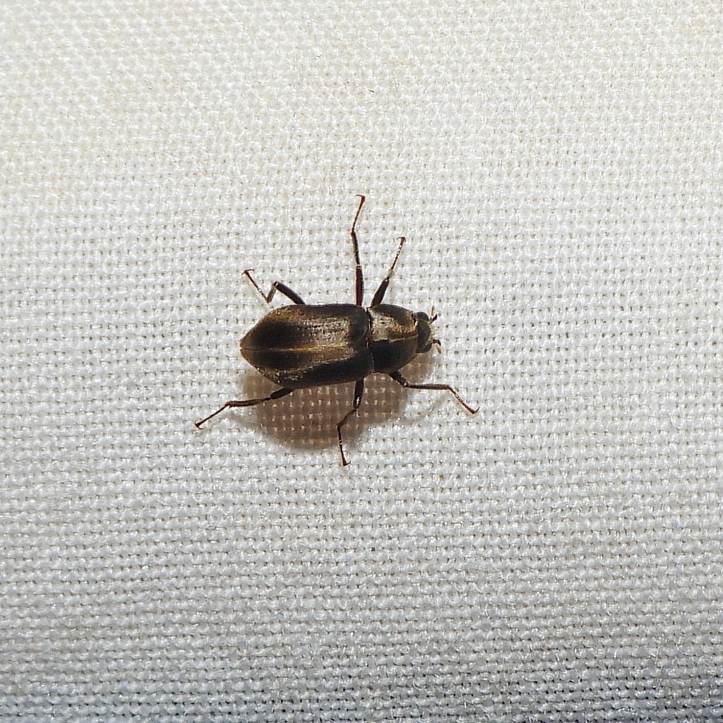 Helichus lithophilus from Audrey Carroll Audubon Sanctuary on August 11 ...