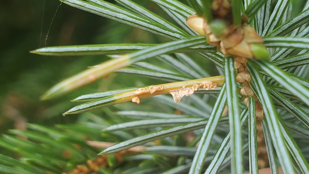Spruce-Labrador tea needle rust from Baranof Island, Sitka, AK 99835 ...