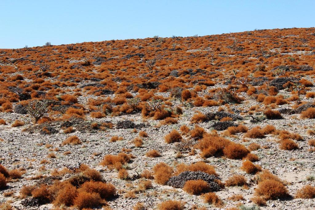 Cape Orange Carpet from Alexander Bay Lichen Fields on August 24, 2013 ...