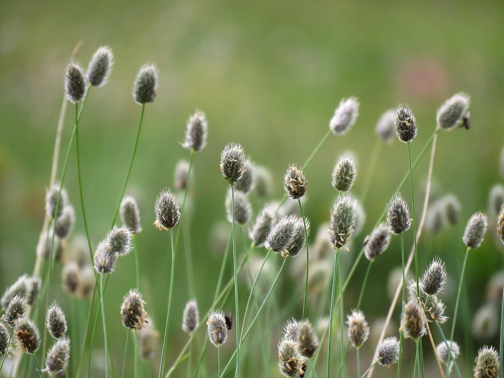 Alpine Foxtail (Alopecurus magellanicus) - Botanical Realm