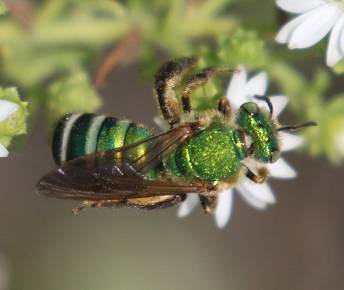 Silky Striped Sweat Bee from Nassau County, NY, USA on August 24, 2021 ...