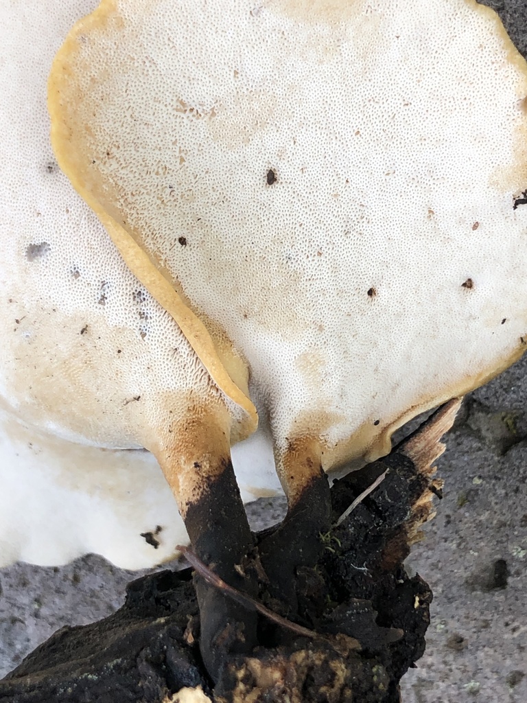 Elegant Polypore from Apache County, US-AZ, US on July 29, 2021 at 09: ...