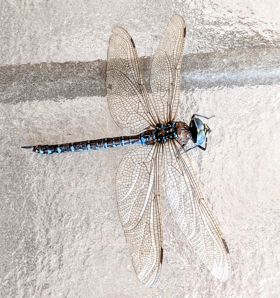 Variable Darner from Wheaton, ND, USA on August 26, 2021 at 03:53 PM by ...