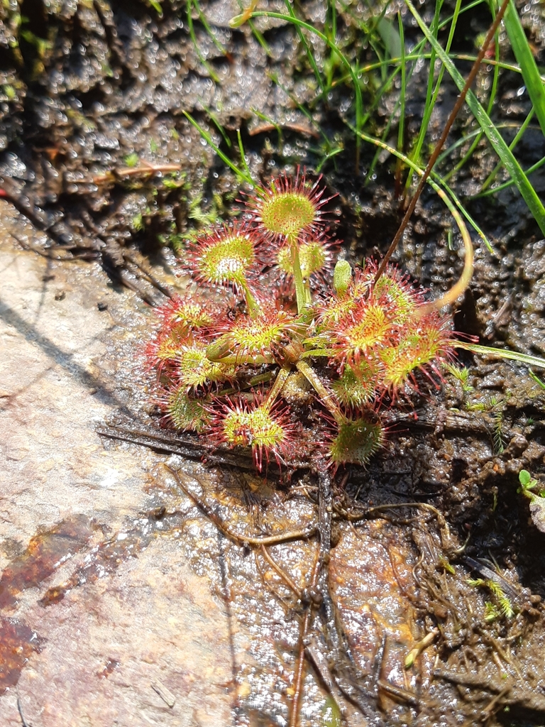 round-leaved sundew from North Tetagouche, NB E2A, Canada on August 26 ...