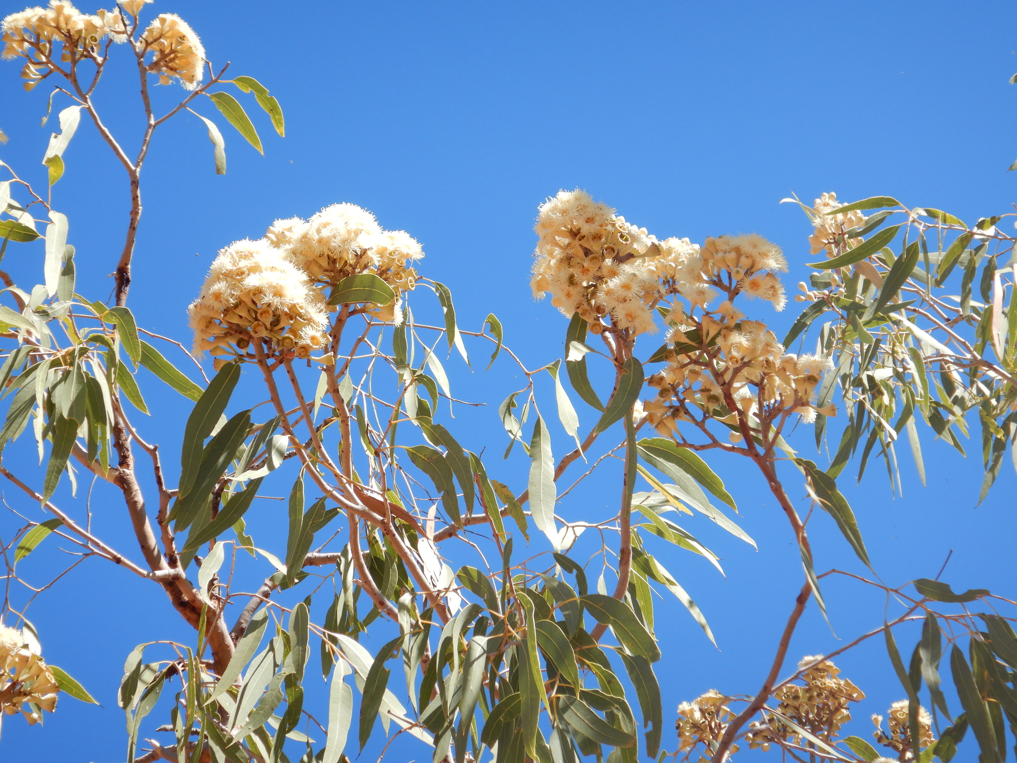 Corymbia terminalis (F.Muell.) K.D.Hill & L.A.S.Johnson