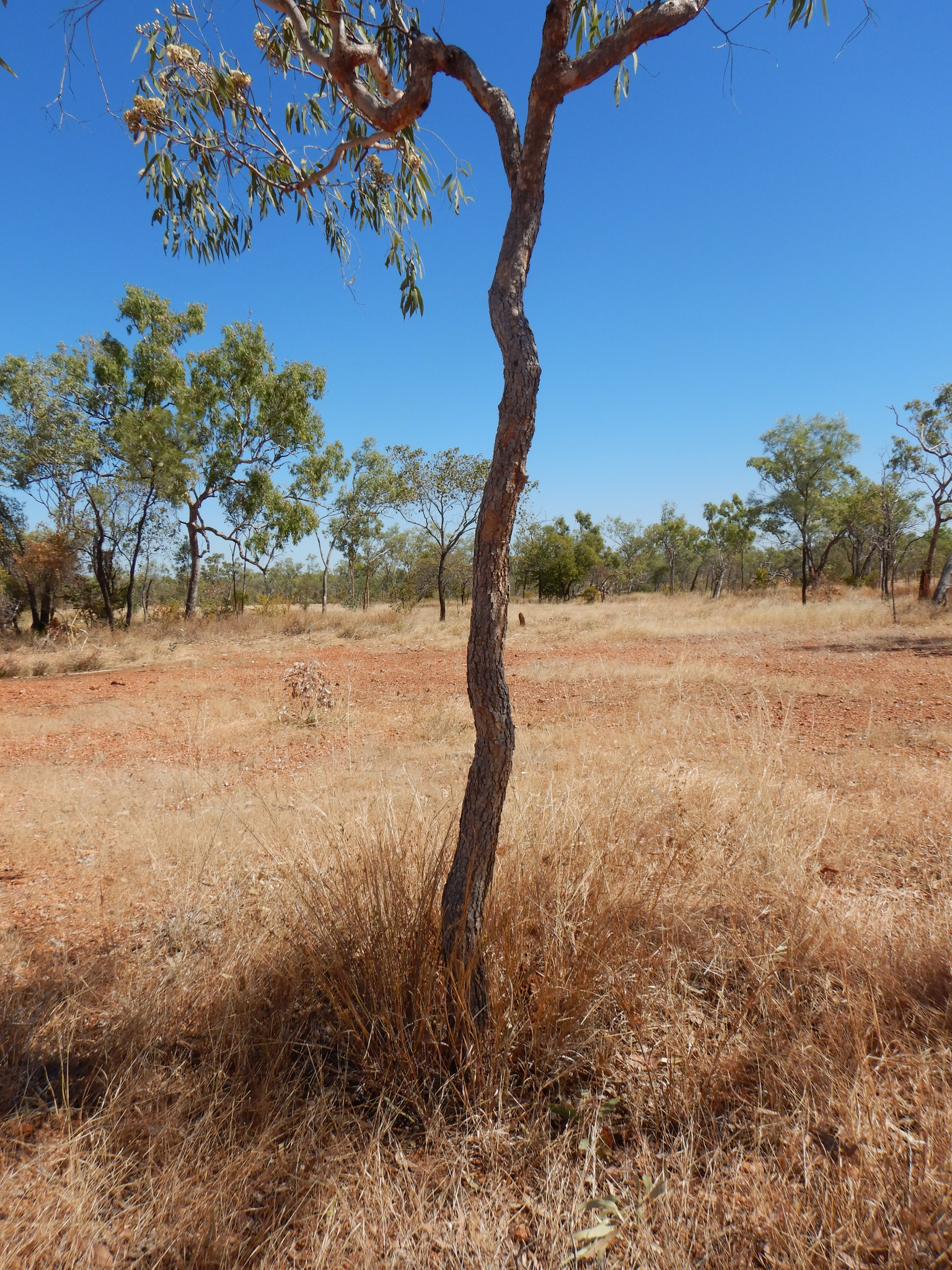 Corymbia terminalis (F.Muell.) K.D.Hill & L.A.S.Johnson