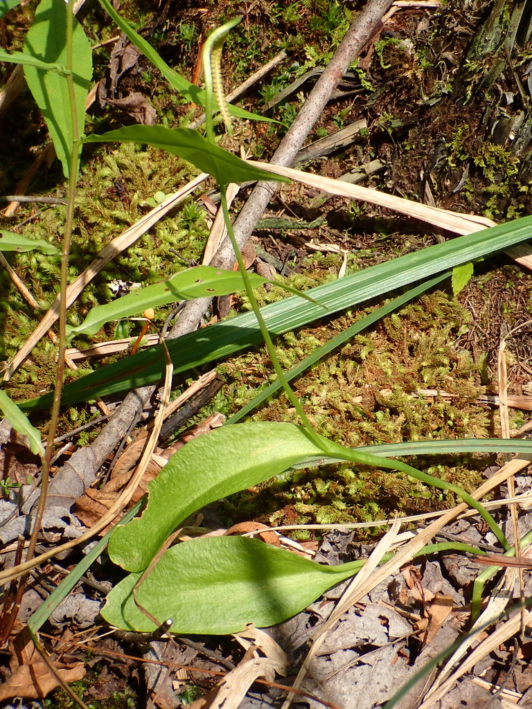 northern adder's-tongue in August 2021 by Laura Shappell · iNaturalist