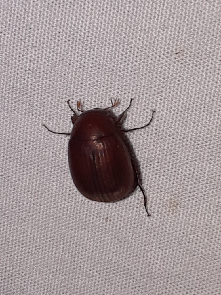 Asiatic Garden Beetle from Vesuvius, VA 24483, USA on August 20, 2021 ...
