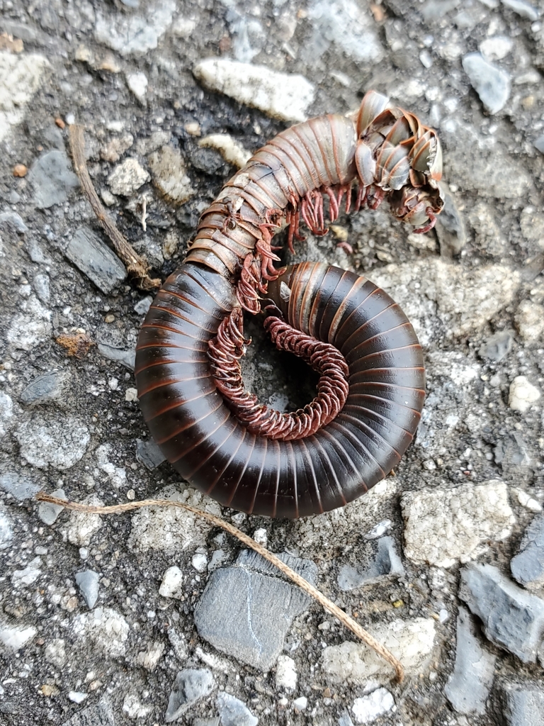 American Giant Millipede Complex from Kings Contrivance, Columbia, MD ...