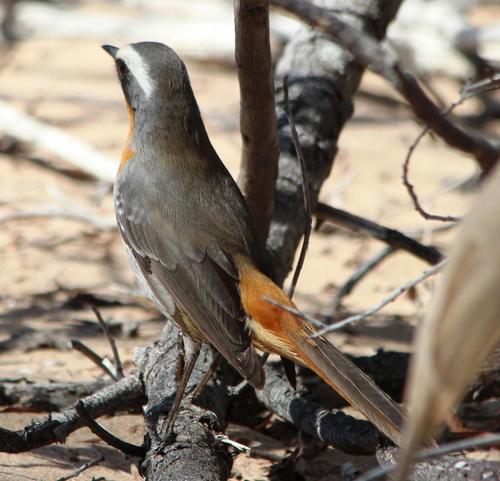 Subespecies Dessonornis caffer namaquensis · iNaturalist Mexico