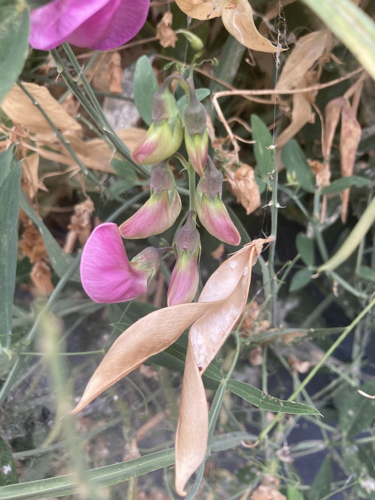 broad-leaved sweet pea from N Edison St, Portland, OR, US on August 26 ...