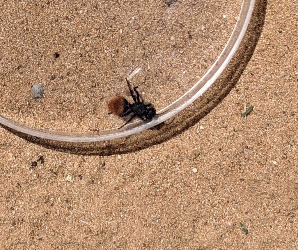 Dasymutilla from Mitchell, Texas, United States on August 21, 2021 at ...