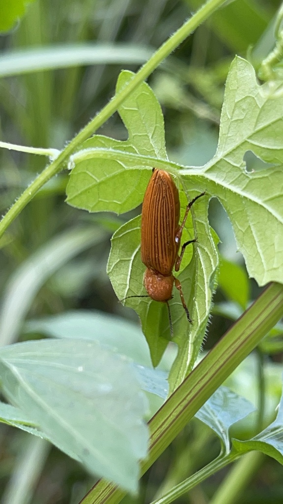 Hemiops flava from 玉里鎮, TW on August 27, 2021 at 07:22 AM by suchihfen ...