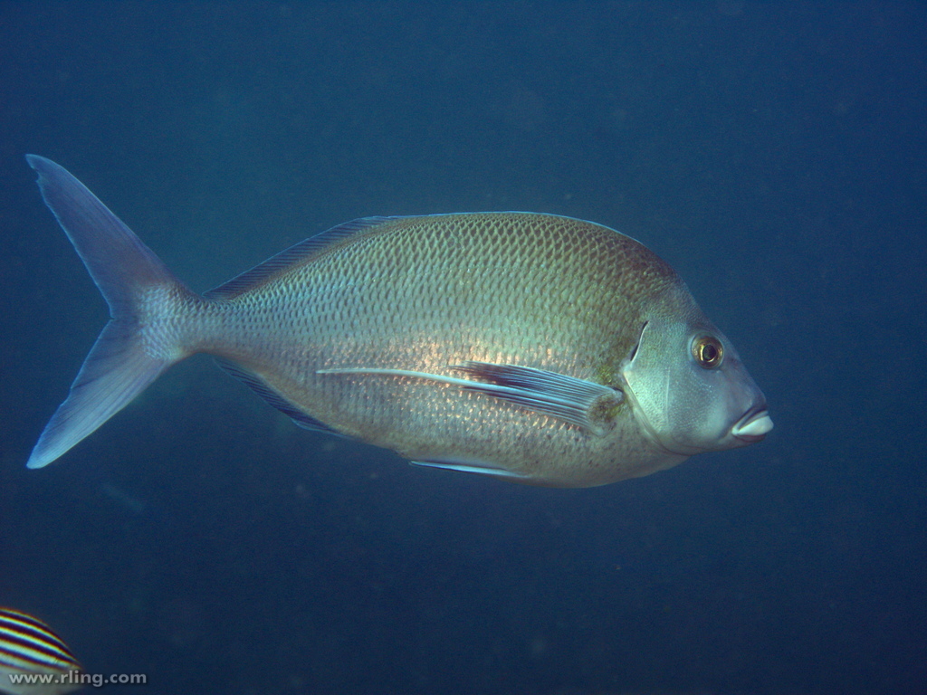Grey Morwong (Fish of Randwick Council costal area: Coogee Beach and ...