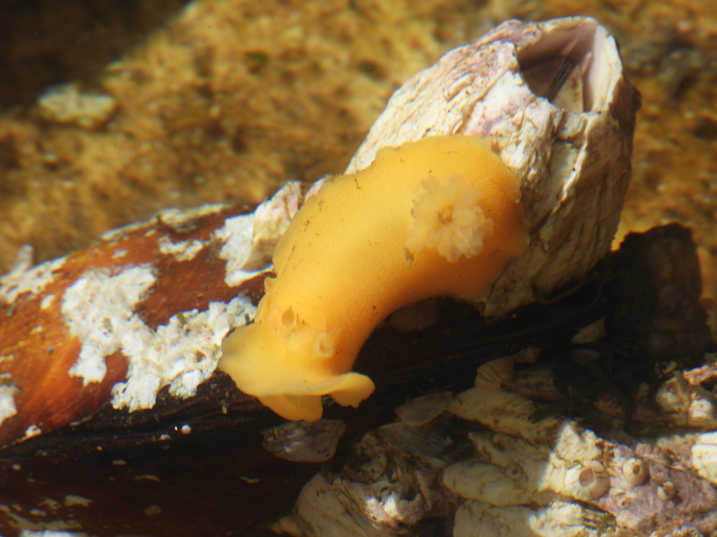 Unicoloured Sea Lemon from Concepcion, Bío Bío, Chile on August 25 ...