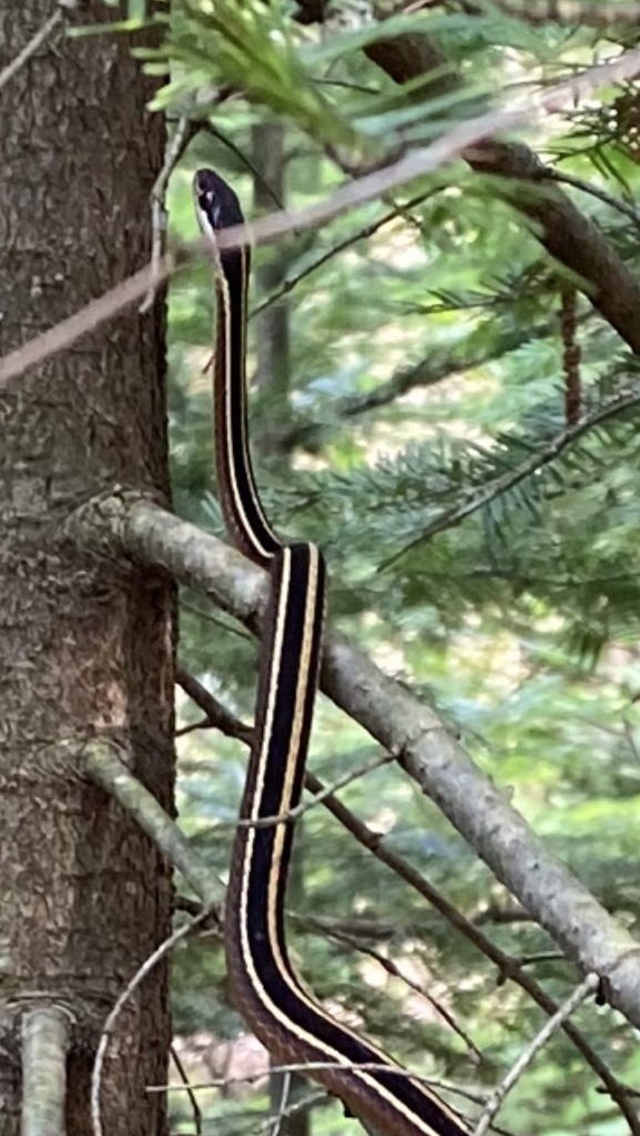 Northern Ribbon Snake from Bruce Peninsula National Park, Tobermory, ON ...