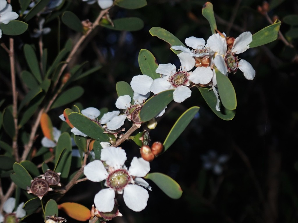 Australian Tea Tree from Woolgoolga NSW 2456, Australia on August 26 ...