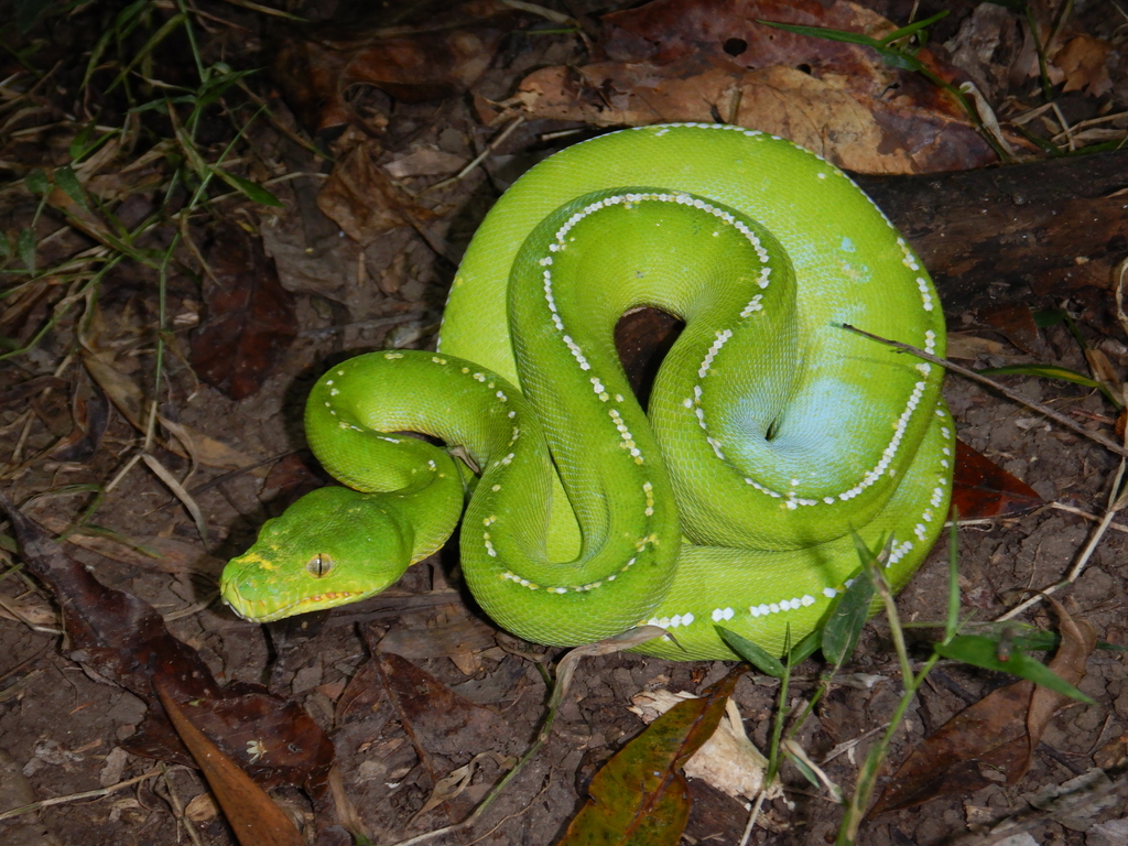 Southern Green Python from Lockhart QLD 4892, Australia on August 12 ...