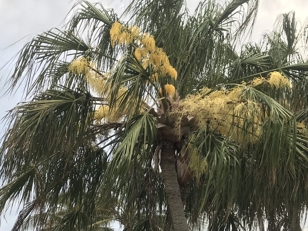 Ribbon Fan Palm from Whitsundays QLD 4802, Australia on August 26, 2021 ...
