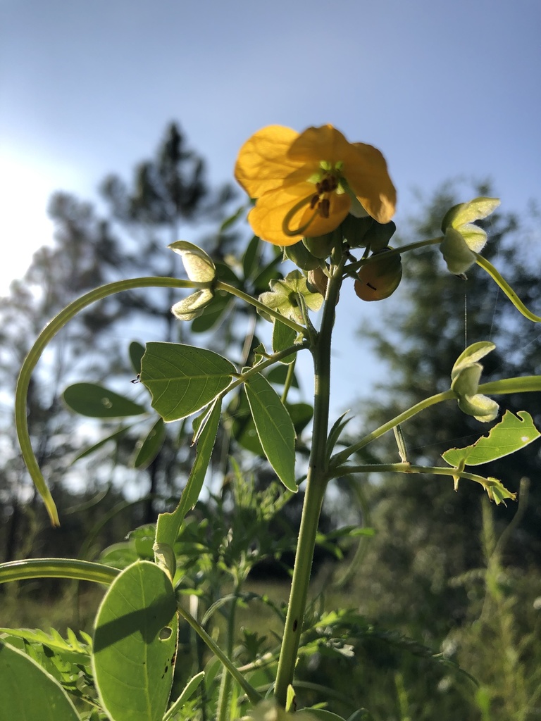 American Sicklepod from Gulf State Park, Gulf Shores, AL, US on August ...