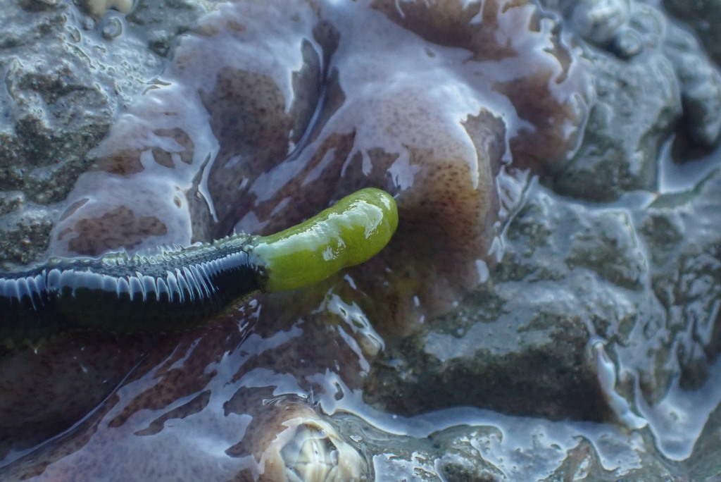 New Zealand Paddle Worm from Auckland, New Zealand on August 04, 2021 ...