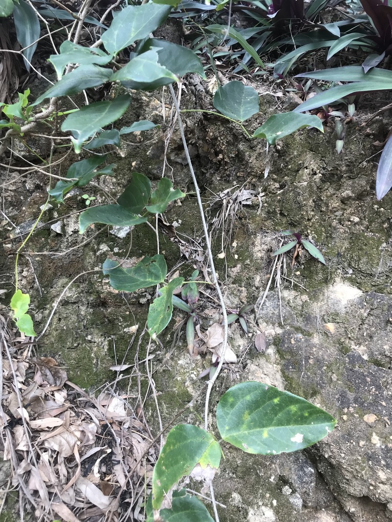 Burny Bean from Whitsundays QLD 4802, Australia on August 26, 2021 at ...