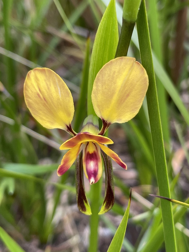 Wallflower orchid in August 2021 by suecee · iNaturalist