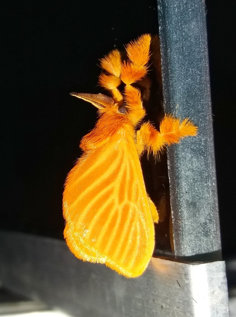 Jewel Caterpillar Moth from Limón Province, Costa Rica on August 25 ...