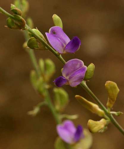 Dolichos kilimandscharicus · iNaturalist