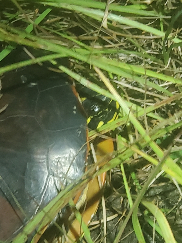 Florida Redbelly Turtle from Miramar, FL 33029, USA on August 26, 2021 ...