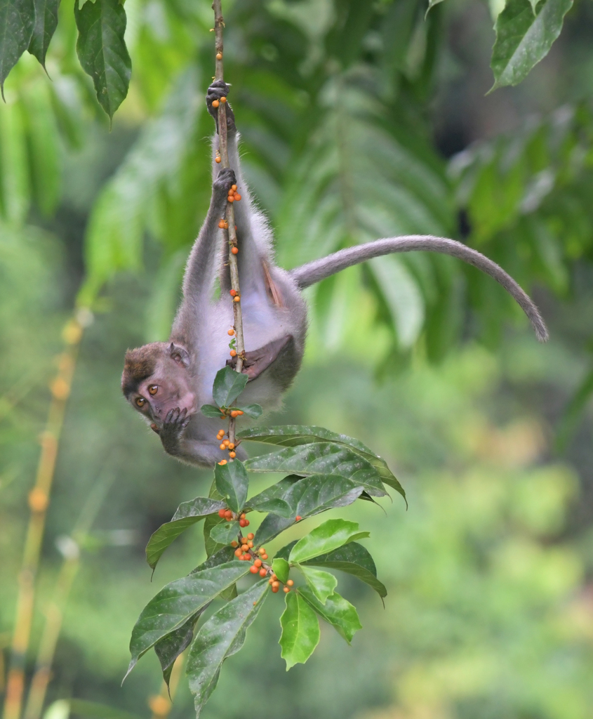 Old World Monkeys (Cercopithecidae) - Know Your Mammals