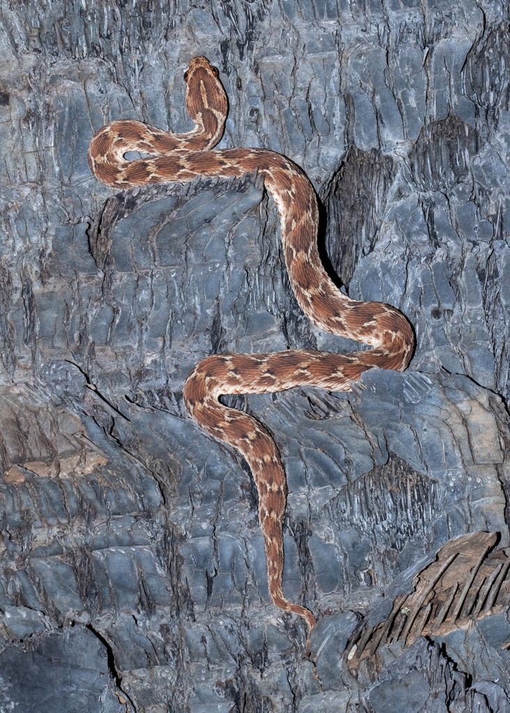 Indian saw-scaled viper (Echis carinatus carinatus) - Snakes and Lizards