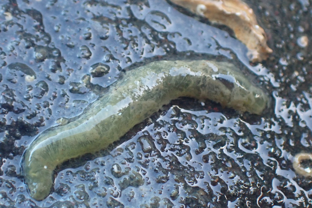 Bristle Cage Worm (Intertidal and Coastal Species of the East Coast ...