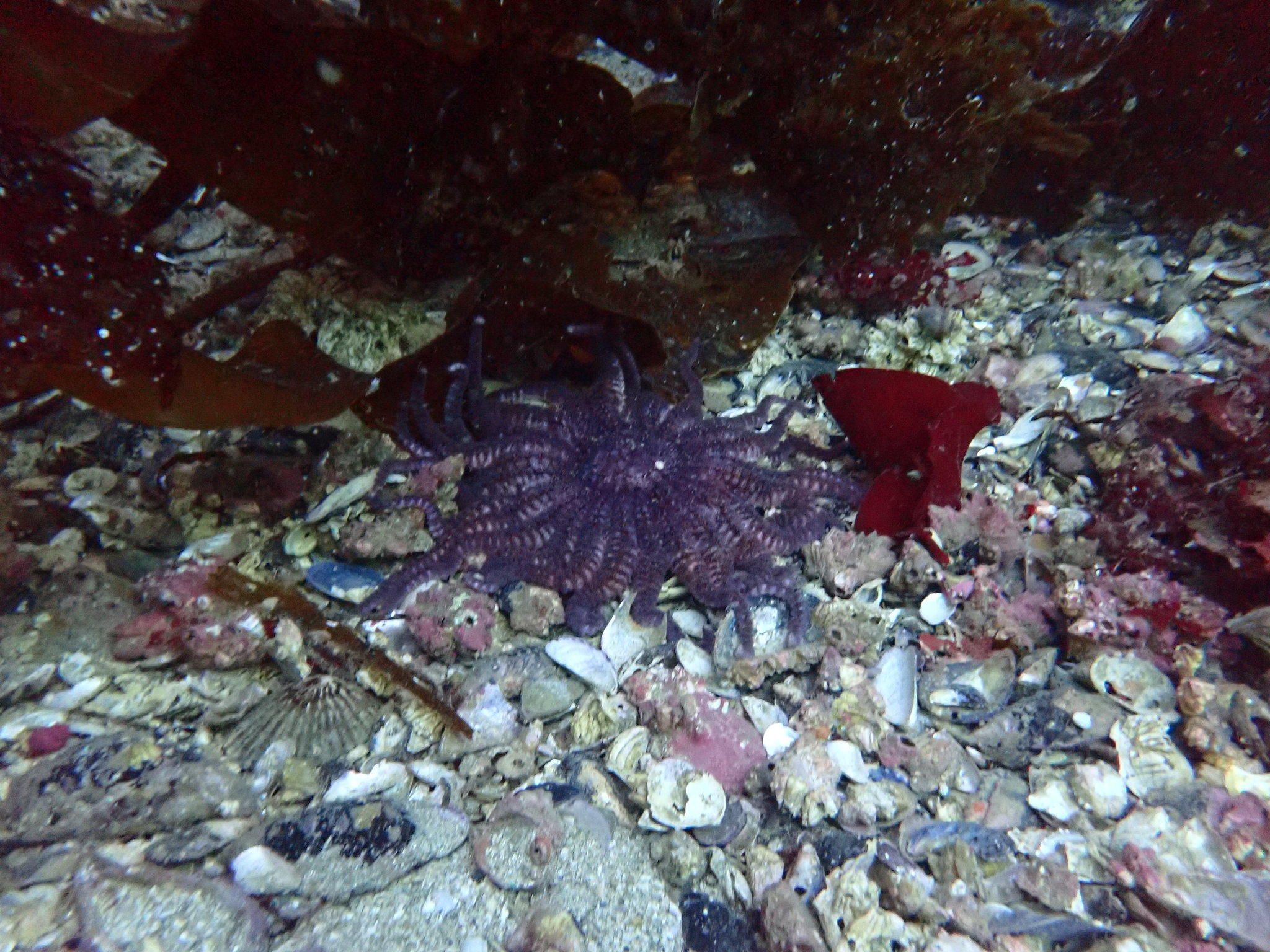 Labidiaster Lütken, 1871