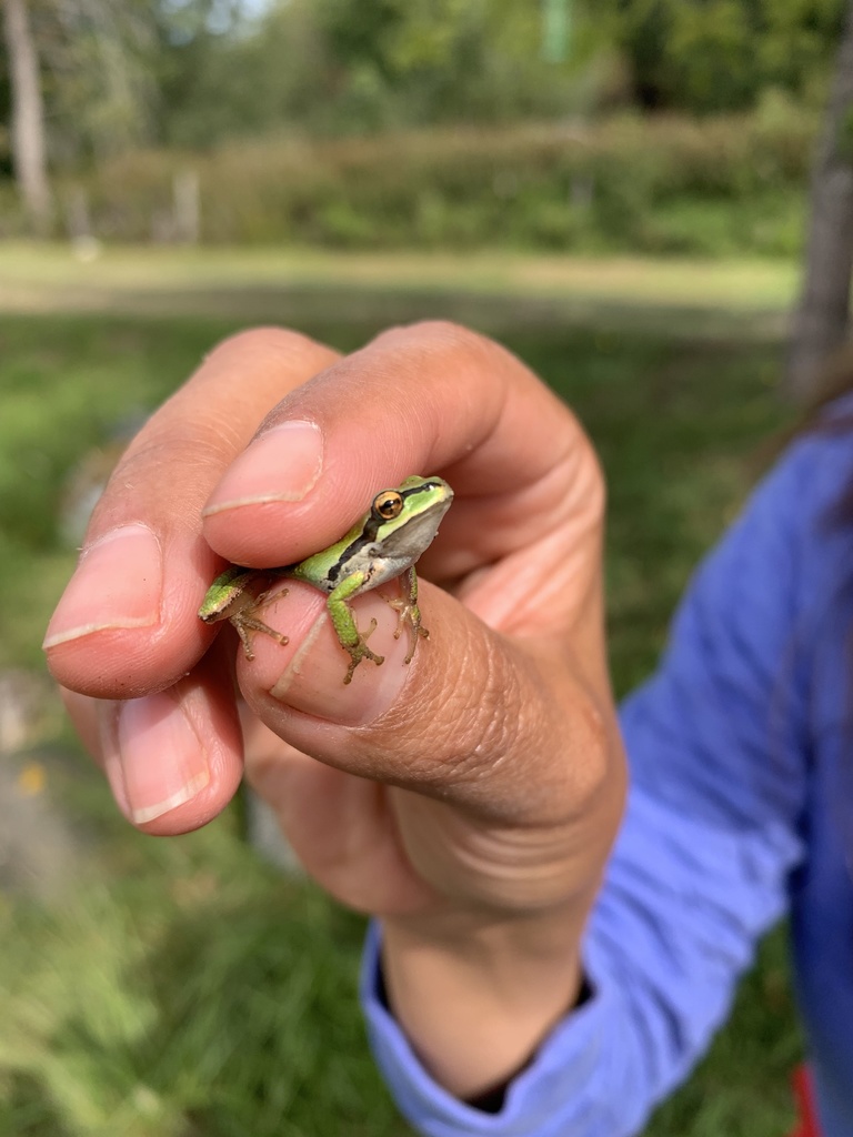 Northern Pacific Tree Frog from San Juan Island, Friday Harbor, WA, US ...