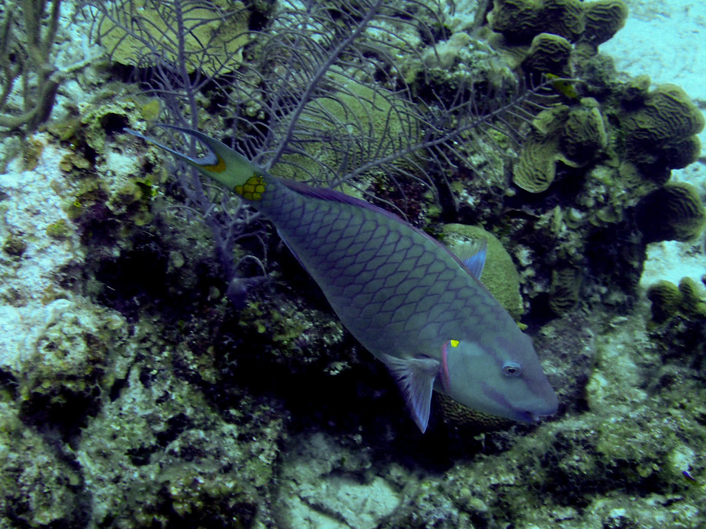 Stoplight Parrotfish from 124 South Church Street George Town Grand ...