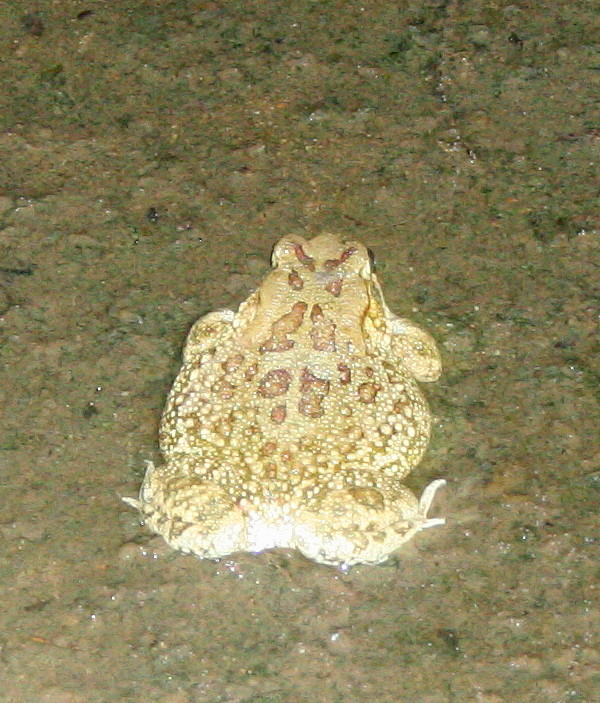 Power's Toad from Riversley, stone pan: shallow rain filled sandstone ...