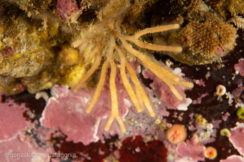 Cellaria malvinensis · iNaturalist