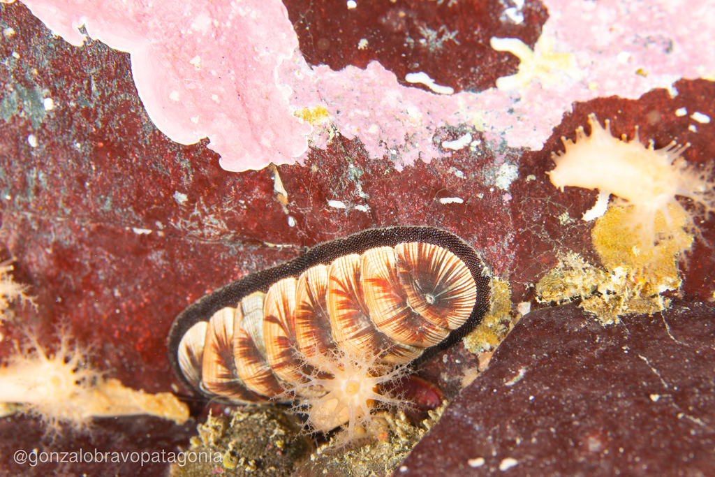 Pretty Sea Cradle from Ushuaia on August 14, 2021 at 05:01 PM by ...
