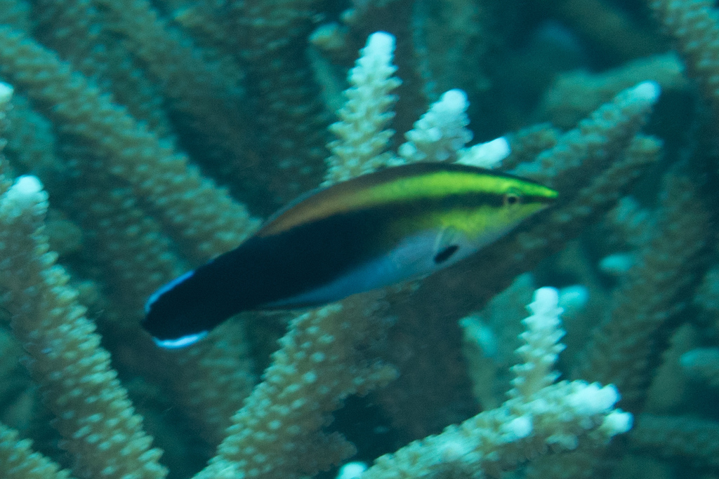 Breastspot Cleanerfish (Labroides pectoralis) - Marine Life Identification