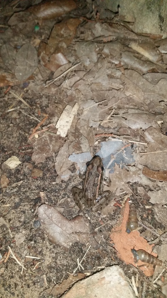 American Water Frogs from 1243 County Road 419, Nemo, TX 76070 on ...