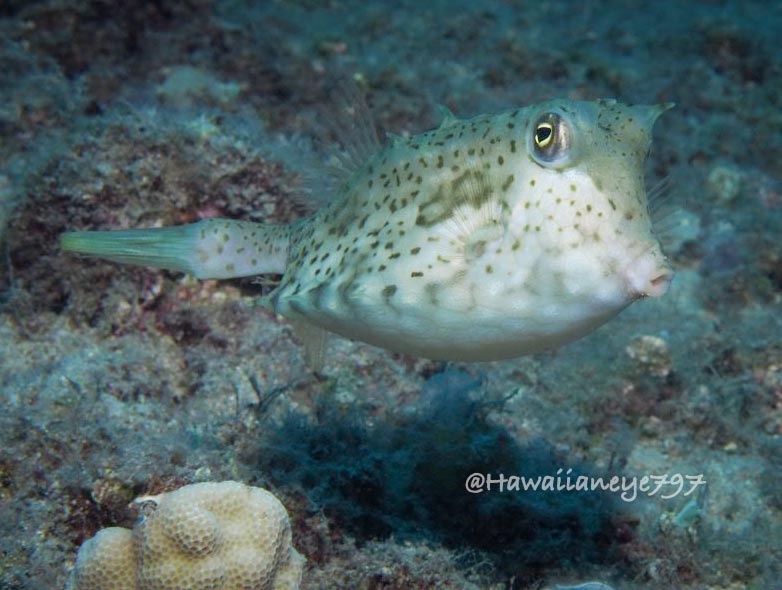 Roundbelly Cowfish (Fish of Coogee Beach) · iNaturalist